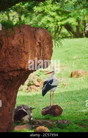 Mature forest, Shades State Park, Indiana Stock Photo - Alamy