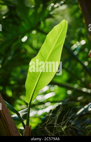 Dwarf banana, Musa basjoo, leaf, Hawaii, Aloha State, United States ...