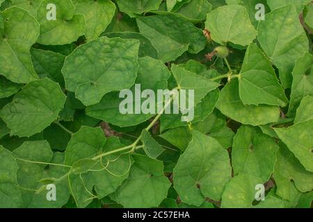 Achocha potol seed plants. The POINTED GOURD (Trichosanthes dioica Roxb ...