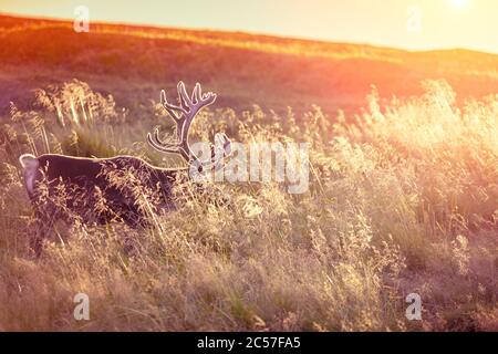 A silhouette of deer standing in field Stock Photo - Alamy