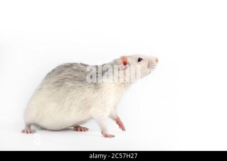 gray rat isolated on white background with shadow Stock Photo - Alamy