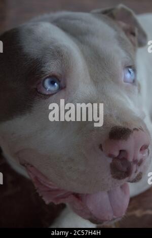 Vertical shot of the head of a pit bull under the lights Stock Photo ...