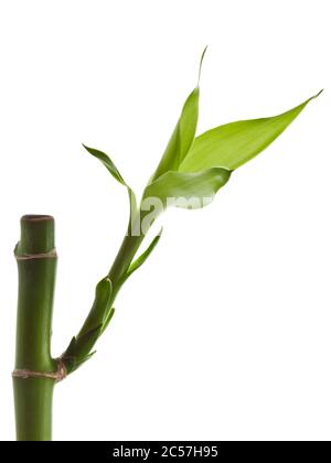 Green bamboo leaves isolated on white. Exotic plant Stock Photo - Alamy