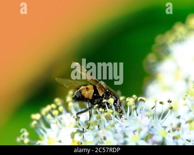 Pollen covered hairy hover fly harvesting a spring flower Stock Photo ...
