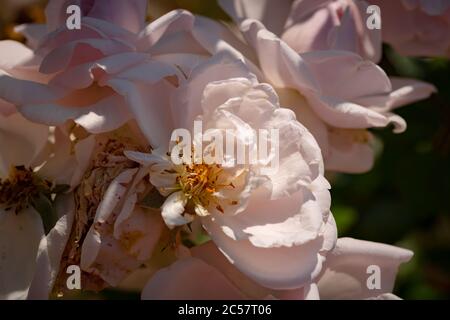 Beauty of almost withered pink rose, close up isolated Stock Photo - Alamy