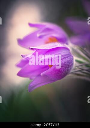 Pasqueflower in spring Stock Photo - Alamy