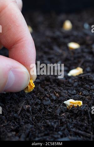 Sowing Sweetcorn 'Lark' seeds in compost Stock Photo - Alamy