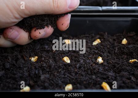 Covering Sweetcorn 'Lark' seeds with a thin layer of compost Stock ...