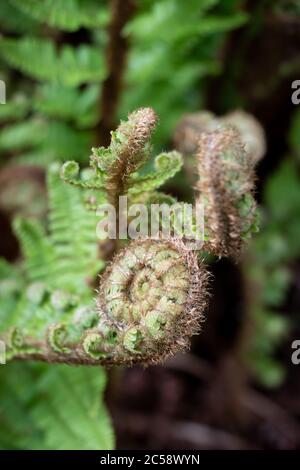 Close-up view of a growing spiral tropical fern, Guadeloupe, Caribbean ...