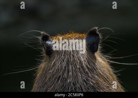 portrait of a capibara with grey and brown hair Stock Photo - Alamy