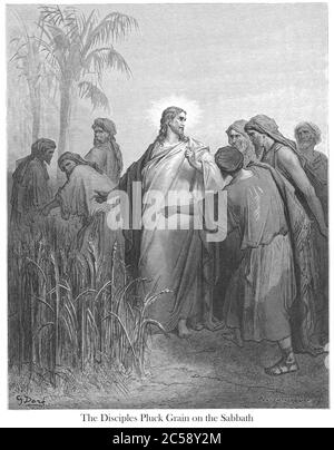 The Disciples Plucking Corn [Grain] on the Sabbath [Mark 2:23-25] From ...