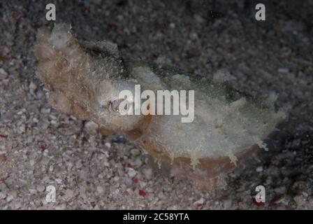 Sipadan Malaysia : Stumpy-spined cuttlefish (Sepia bandensis Stock ...