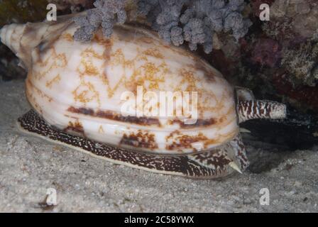 The shell of a geographic cone snail (Conus geographus Stock Photo - Alamy