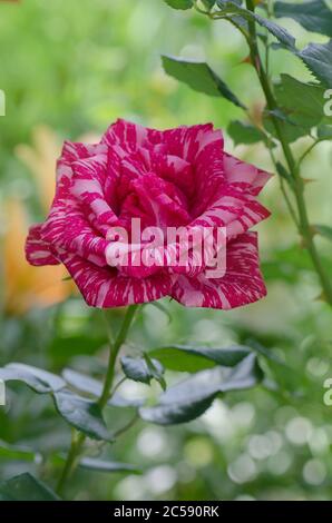 Beautiful striped rose Pink Intuition in the garden Stock Photo - Alamy