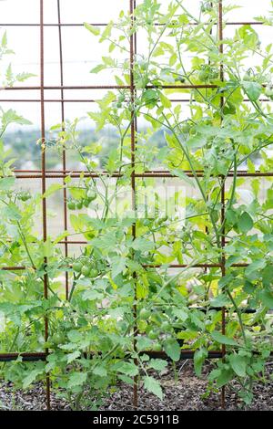 Green tomatoes, small fruit varieties that mature Stock Photo - Alamy
