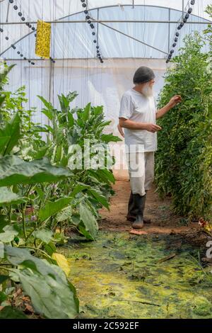 An Israeli farmer working in a vegetable crop in Moshav Zofar village ...