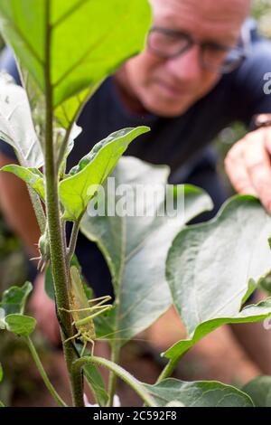 An Israeli farmer working in a vegetable crop in Moshav Zofar village ...