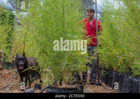 An Israeli farmer working in a vegetable crop in Moshav Zofar village ...