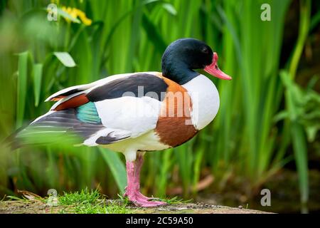 Common shelduck in natural habitat (Tadorna tadorna Stock Photo - Alamy