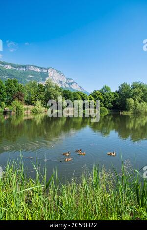 pond of montfort,isere,france Stock Photo - Alamy