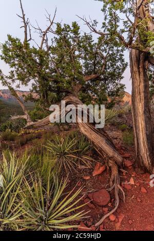 A gnarled, twisted, bush in the dry desert sun Stock Photo - Alamy