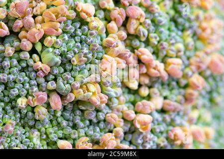 Yellowing calabrese broccoli Stock Photo - Alamy