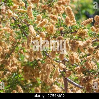 Velvet Mesquite (Prosopis velutina) flowers, Arizona Stock Photo - Alamy