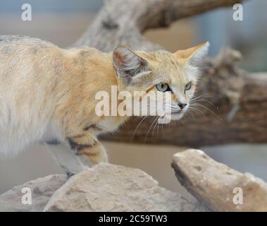 Sand cat (Felis margarita), wild cat native to the sandy and stony ...