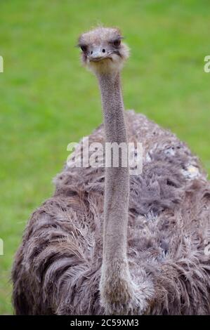 Closeup shot of a cute ostrich staring at the camera in a zoo Stock ...