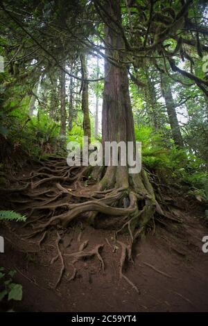 Exposed tree roots on a hillside in the South Downs National Park near ...