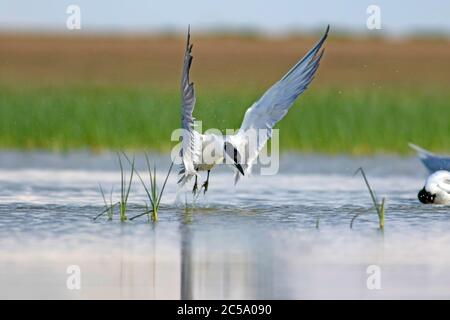 Flying white cute bird. Blule green nature background. Bird: Gull ...
