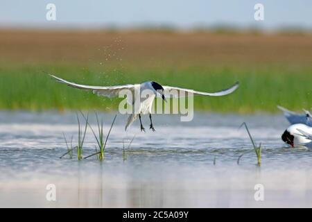 Flying white cute bird. Blule green nature background. Bird: Gull ...