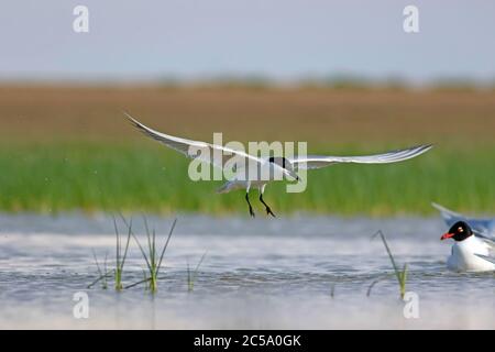 Flying white cute bird. Blule green nature background. Bird: Gull ...