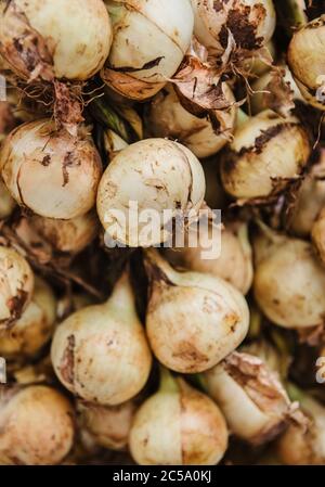 Root vegetable for sale in Havana, Cuba Stock Photo - Alamy