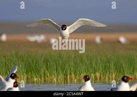 Flying Gull. Blue green nature background. Bird: Mediterranean Gull ...