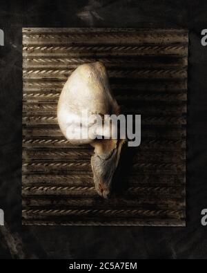 dead gray whale, Eschrichtius robustus, floating off La Jolla ...