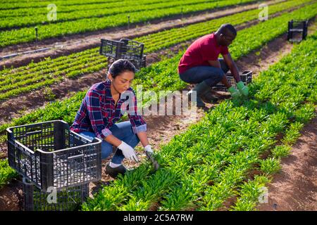 Focused peruvian female horticulturist gathering crop of green arugula ...