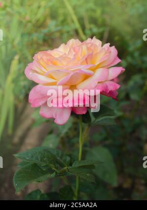 Rose petel change from yellow to pink. Rose Aquarell growing outdoor ...