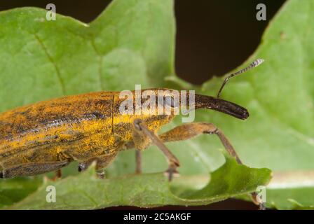 The Yellow Weevil (Lixus Paraplecticus Stock Photo - Alamy