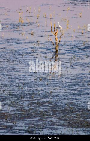 Dry tree and white heron. Sunset nature colors background. Bafa lake ...
