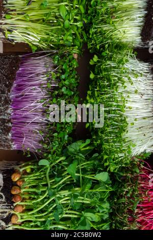 raw microgreen mixed sprouts, radishes, mustard, arugula, mustard, pea ...