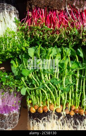 raw microgreen mixed sprouts, radishes, mustard, arugula, mustard, pea ...