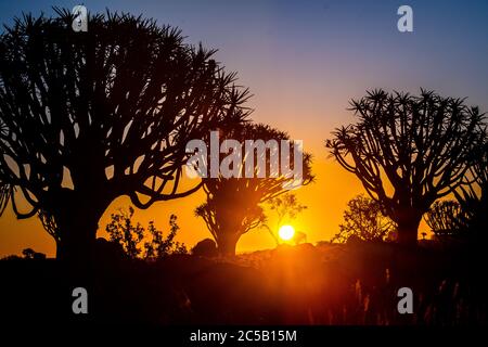 Sunsets behind Quiver Trees at the Quiver Tree Forest - Keetmanshoop ...