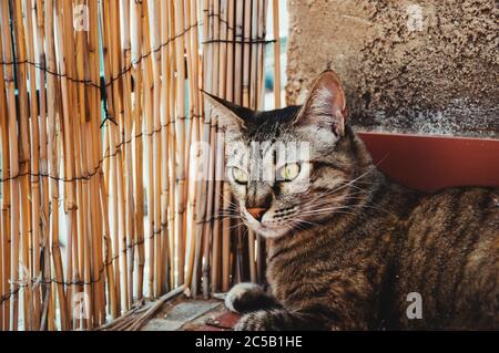 Closeup shot of a cat next to a thatch surface Stock Photo - Alamy