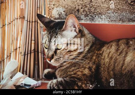 Closeup shot of a cat next to a thatch surface Stock Photo - Alamy