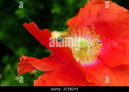 Red Double Layer Shirley Poppy Flower (Common Poppy Stock Photo - Alamy