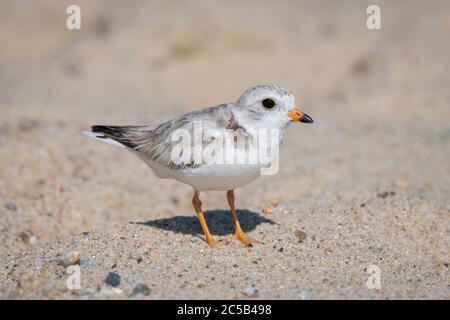 A closeup shot of a Piping Plover bird Stock Photo - Alamy