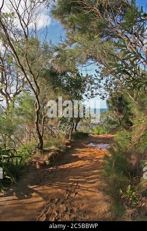 Trees at Noosa Heads National Park, Queensland Australia Stock Photo ...