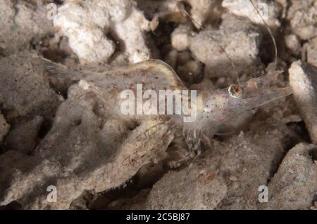 Long arm prawn, Heteropenaeus longimanus, Peneaidae, Anilao, Batangas ...