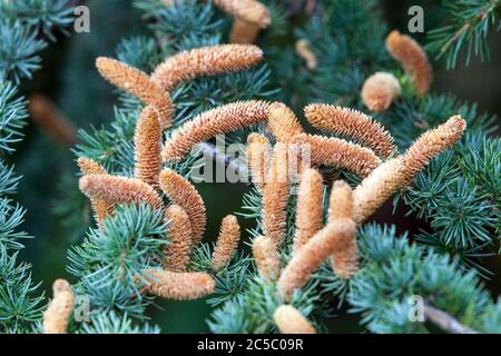 A Blue Atlas Cedar conifer (Cedrus atlantica) 'Glauca pendula' forming ...
